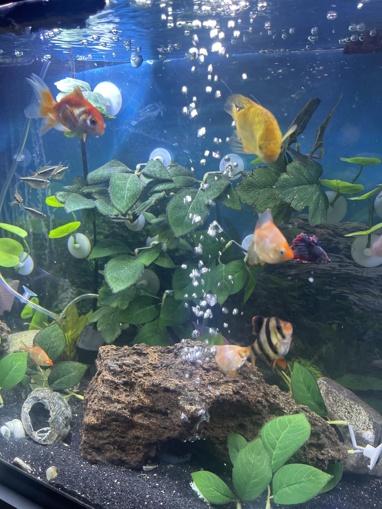 12 Best Aquarium Filters (June 2026): Expert Reviews & Rankings