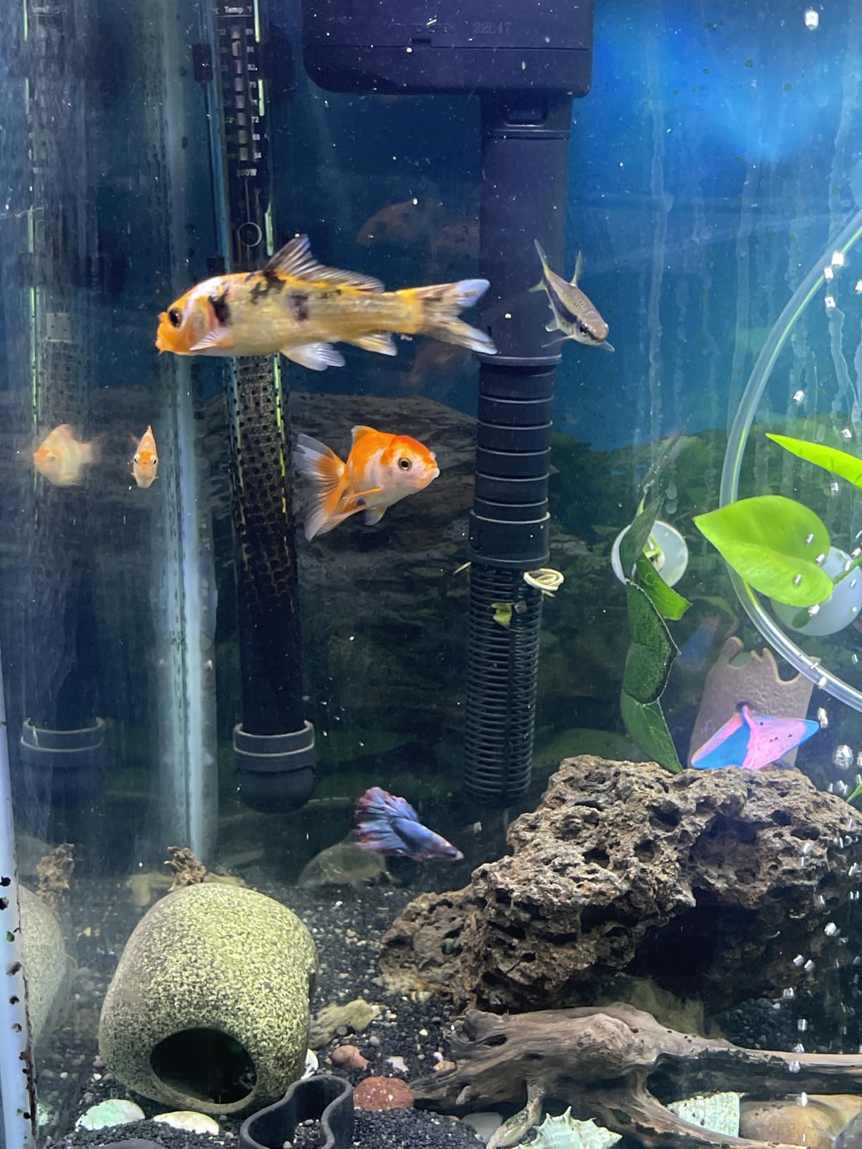 12 Best Aquarium Filters (June 2026): Expert Reviews & Rankings