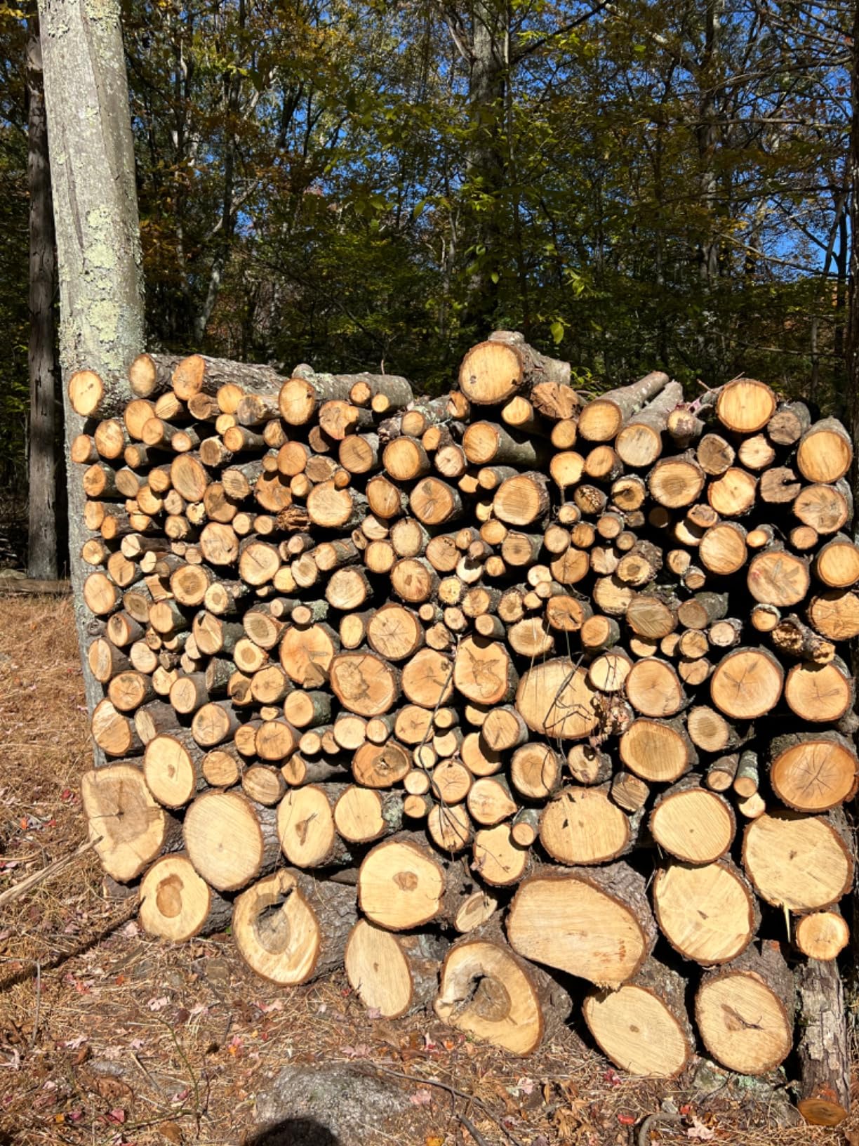 13 Best Electric Log Splitters for Homeowners (June 2026): Complete Guide