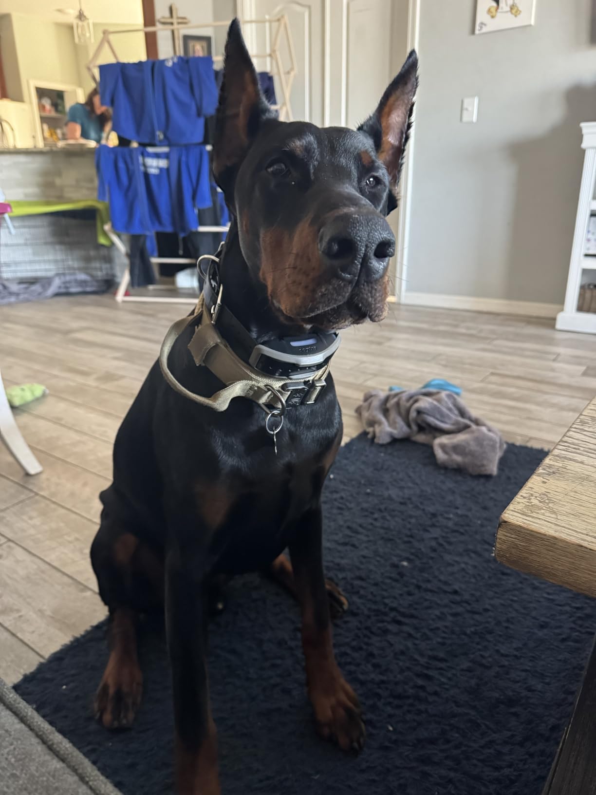 10 Best E-Collars for Gun Dog Training (June 2026)