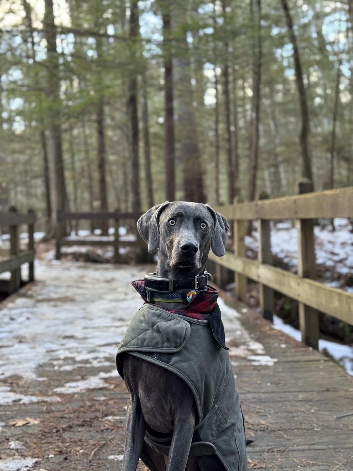 10 Best E-Collars for Gun Dog Training (June 2026)