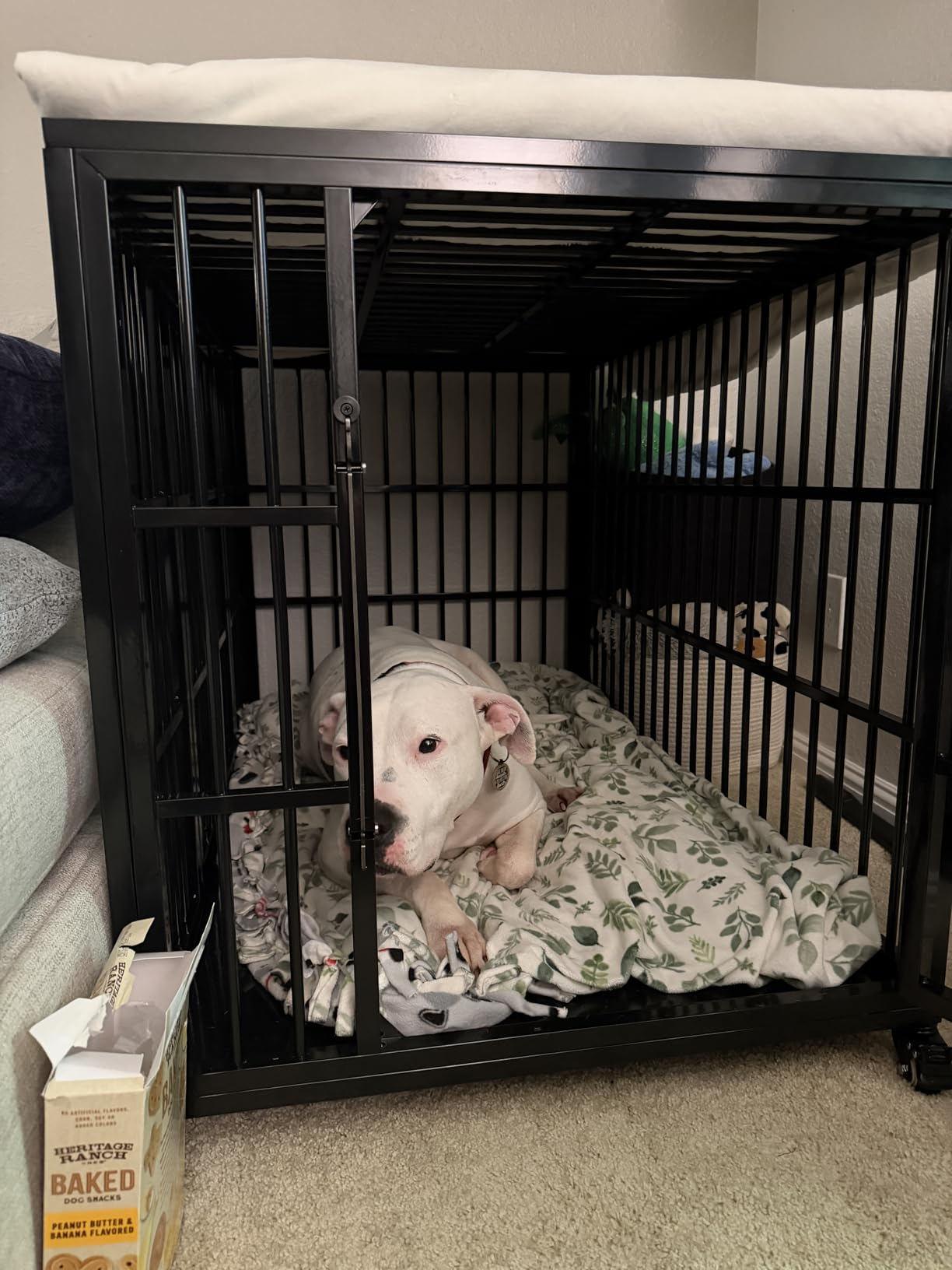 7 Best Heavy-Duty Dog Crates (June 2026): Expert Reviews